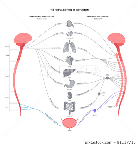 Micturition neural control - Stock Illustration [81117715] - PIXTA