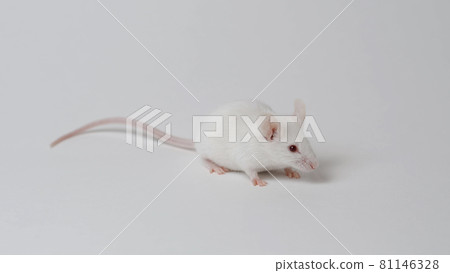 Lab Mouse White Background