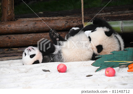 Baby Panda Playing With Ball