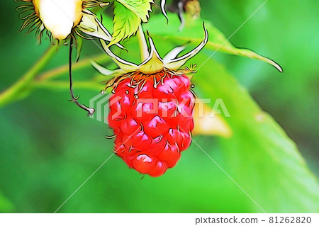 Pastel-like "red ripe raspberry" illustration... - Stock Illustration ...