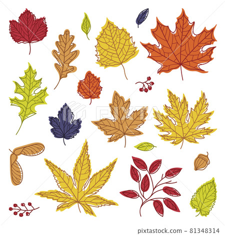 Bright Autumn Foliage with Different Leaf Color... - Stock Illustration ...