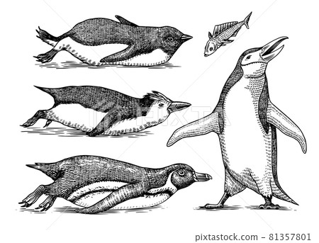 Emperor Penguin Clipart Black And White Coloring Pages With King