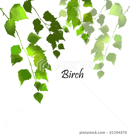 Leaves and branches of green birch. Vector... - Stock Illustration ...
