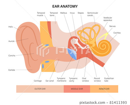 Outer Ear Diagram Labeled