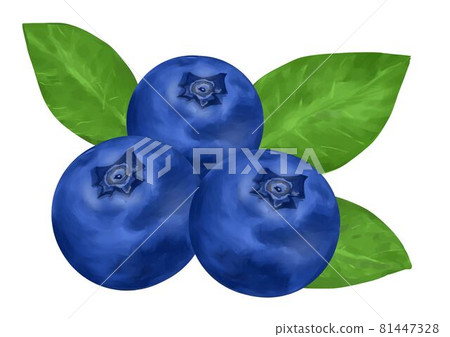 Blueberry Illustration - Stock Illustration [81447328] - PIXTA