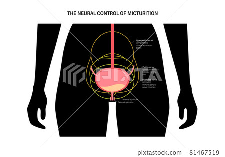 Micturition neural control - Stock Illustration [81467519] - PIXTA