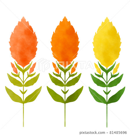 Watercolor style cockscomb illustration - Stock Illustration [81485696 ...