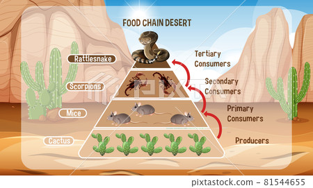 Diagram showing Desert food chain for education - Stock Illustration ...