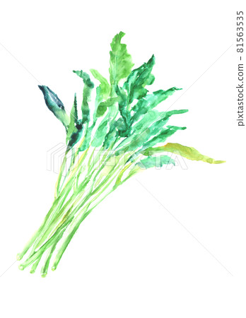 Illustration of water spinach drawn with... - Stock Illustration ...