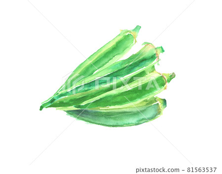 Illustration of okra drawn in watercolor - Stock Illustration [81563537 ...