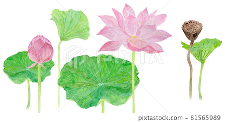 nucifer 池塘中盛開的 nucifer 的花和葉的水彩插圖-插圖素材 [81565989] - PIXTA圖庫