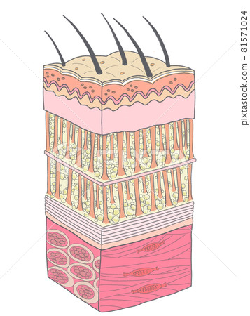 Structural diagram from skin to muscle - Stock Illustration [81571024 ...