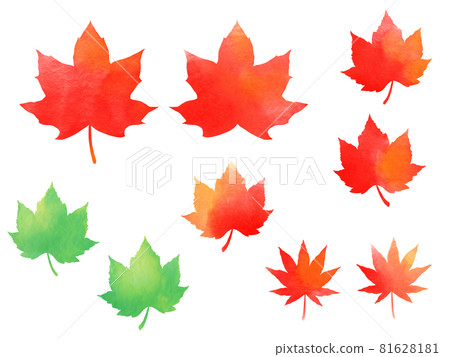 Kaede and Japanese maple - Stock Illustration [81628181] - PIXTA