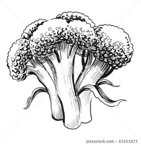 Bunch of broccoli. Ink black and white drawing-插圖素材 [81653873] - PIXTA圖庫