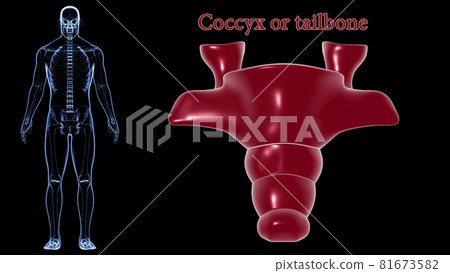 Human Skeleton Vertebral Column Coccyx or tail...-插圖素材 [81673582] - PIXTA圖庫