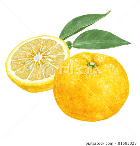 Beautiful yuzu illustration with leaves - Stock Illustration [81683028 ...