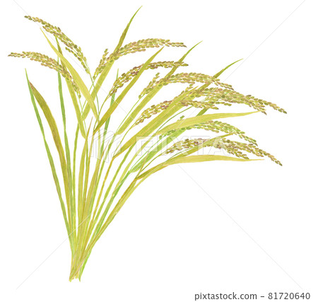 Watercolor illustration of a bunch of golden... - Stock Illustration ...