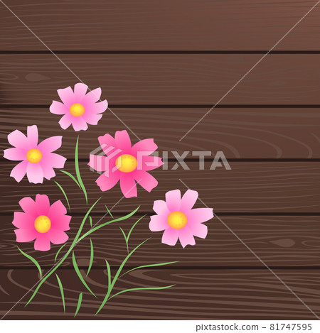cosmos, cosmea, vector - Stock Illustration [81747595] - PIXTA