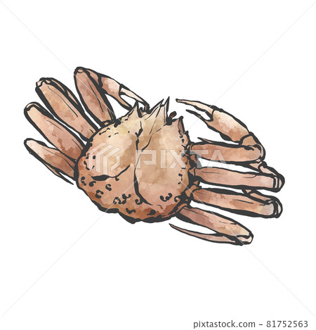snow crab, crab, crabs - Stock Illustration [81752563] - PIXTA