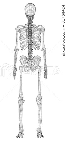 Human skeleton. Vector - Stock Illustration [81768424] - PIXTA