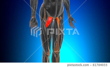 Pectineus Muscle Anatomy For Medical Concept 3D - Stock Illustration ...