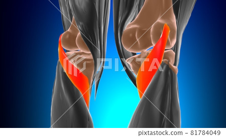 Popliteus Muscle Anatomy For Medical Concept 3D - Stock Illustration ...