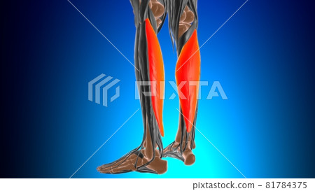 Soleus Muscle Anatomy For Medical Concept 3D - Stock Illustration ...