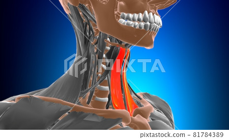 Sternohyoid Muscle Anatomy For Medical Concept 3D-插圖素材 [81784389] - PIXTA圖庫
