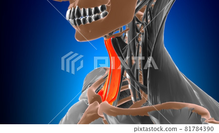 Sternohyoid Muscle Anatomy For Medical Concept 3D - Stock Illustration ...
