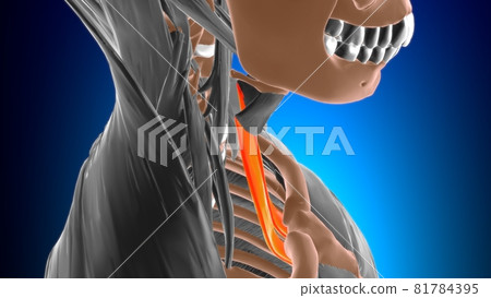Sternothyroid Muscle Anatomy For Medical... - Stock Illustration ...