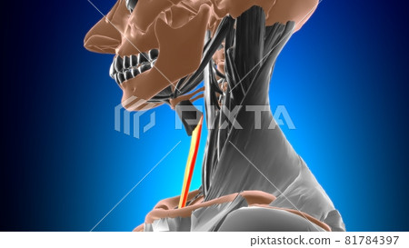 Sternothyroid Muscle Anatomy For Medical... - Stock Illustration ...
