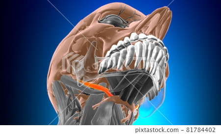 Stylohyoid Muscle Anatomy For Medical Concept 3D - Stock Illustration ...