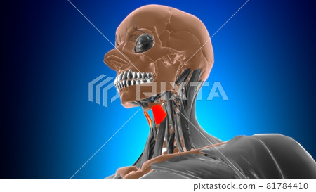 Thyrohyoid Muscle Anatomy For Medical Concept 3D - Stock Illustration ...