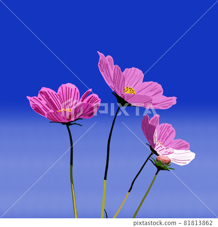 Akisakura-Cosmos beautiful flowers - Stock Illustration [81813862] - PIXTA