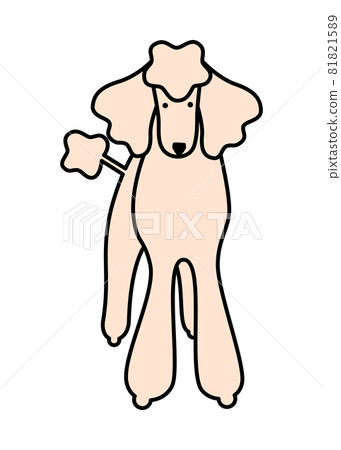 Standard Poodle facing front - Stock Illustration [81821589] - PIXTA