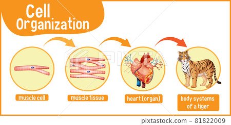 Diagram showing cell organization in a tiger - Stock Illustration ...