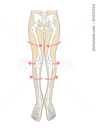 Distortion direction of the lower body skeleton - Stock Illustration ...