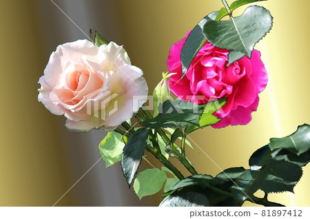 Crimson rose contrast - Stock Illustration [81897412] - PIXTA