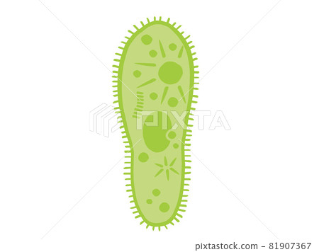 Cute paramecium / handwritten illustration - Stock Illustration ...