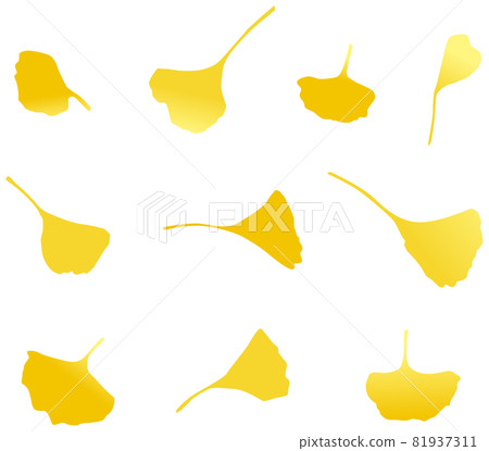 Ginkgo leaf parts - Stock Illustration [81937311] - PIXTA