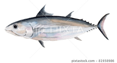 Skipjack hand-painted watercolor - Stock Illustration [81938986] - PIXTA