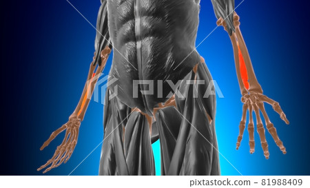 Interosseous membrane forearm Muscle Anatomy... - Stock Illustration ...