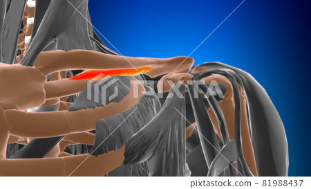 subclavius Muscle Anatomy For Medical Concept 3D - Stock Illustration ...
