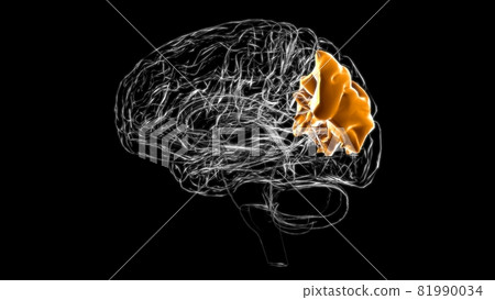 Brain angular gyrus Anatomy For Medical Concept 3D - Stock Illustration ...