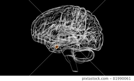 Brain Pituitary gland Anatomy For Medical... - Stock Illustration ...