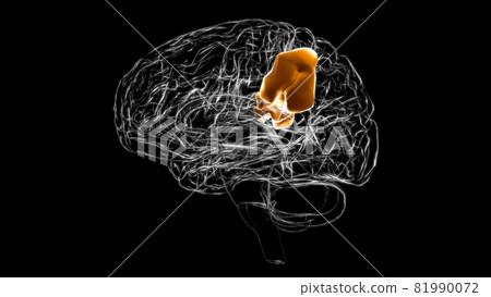 Brain supramarginal gyrus Anatomy For Medical... - Stock Illustration ...