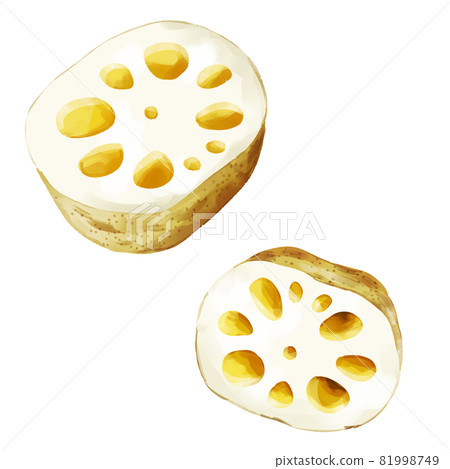 Hand drawn watercolor lotus root illustration set - Stock Illustration ...
