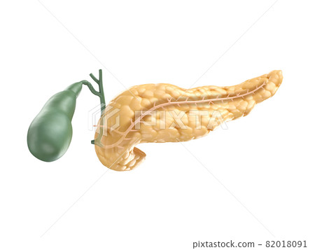 Realistic 3d illustration of human pancreas... - Stock Illustration ...