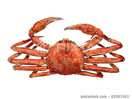 Illustration of snow crab - Stock Illustration [82083563] - PIXTA