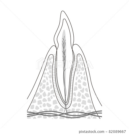Illustration of internal structure of teeth - Stock Illustration ...